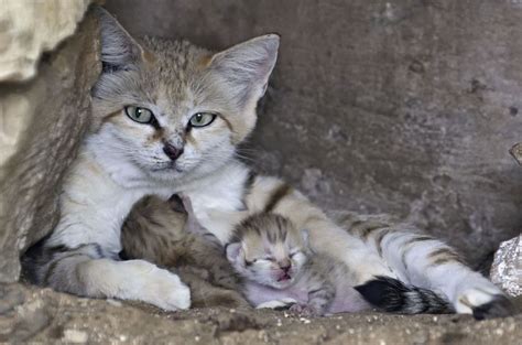 Sand Cat Kitten