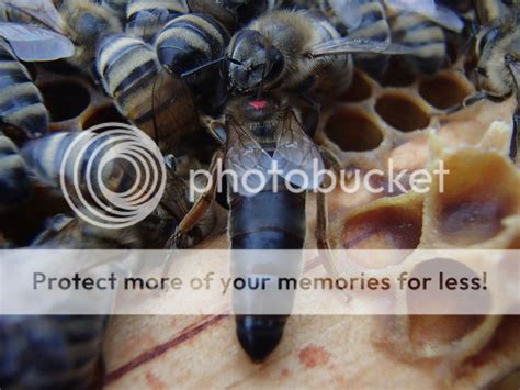 Honeybee Genetics And Breeding Bees Page 2 Beesource Beekeeping Forums