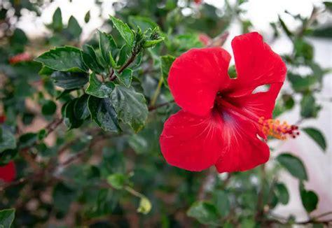 Hibiscus Tree Care And Growing Guide With Ultimate Tips
