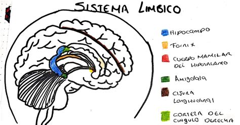 Neuropsicología Sistema Límbico