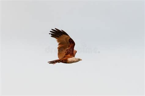 Red Kite Soaring With Wings Outstretched Against A Cloudy Sky Stock Image Image Of Bird