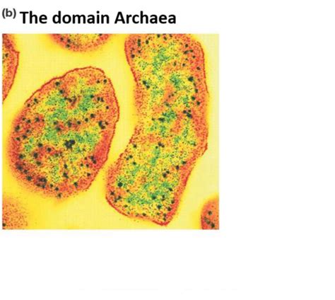 Bio 110 Diversity Of Life On Earth Lab Flashcards Quizlet
