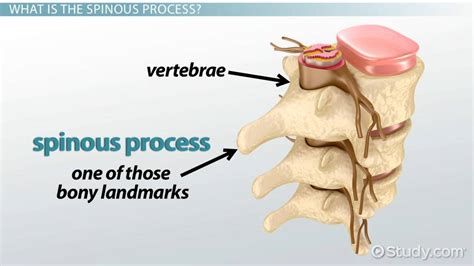 Spine Diagram Spinous Process Bones Of The Lumbar Spine And