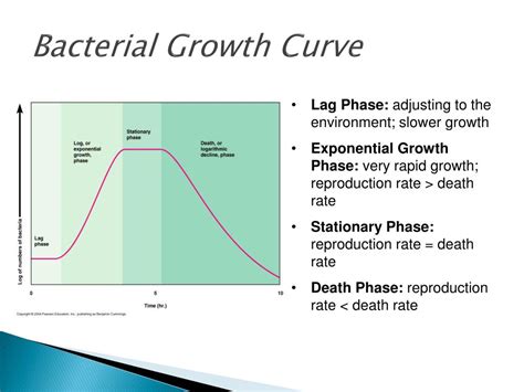 What Is Bacterial Growth Curve Explain At Stephen Jamerson Blog
