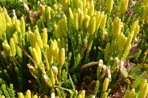 The Nature Nut - Northern Sentinel