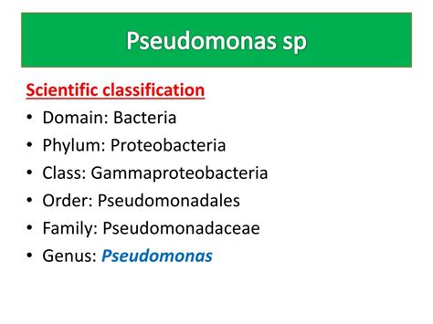 Ppt Pseudomonas Spp Powerpoint Presentation Free Download Id 3589576