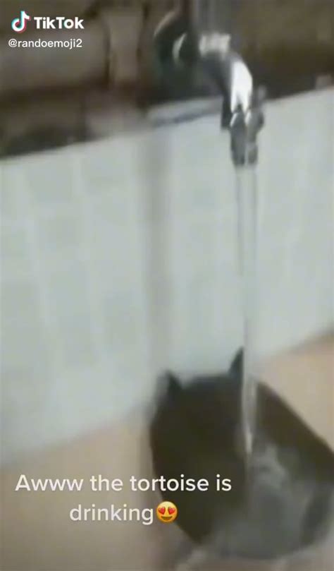 Freaky Ass Turtle Ryourrage