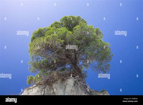 Tree Growing Rock Cliff Hi Res Stock Photography And Images Alamy