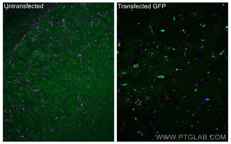 Gfp Tag Antibody Cl488 50430 Proteintech