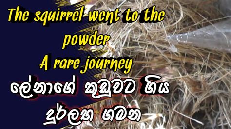 ලේනාගේ කුඩුවට ගිය දුර්ලභ ගමන Squirrel Want To The Power A Rare Journey Youtube