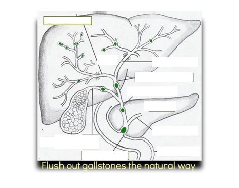 Liver Biliary System — Printable Worksheet