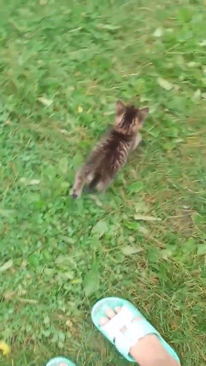 Тигрик Youtube