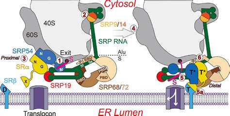 SRP Mediated Protein Targeting Structure And Function 46 OFF