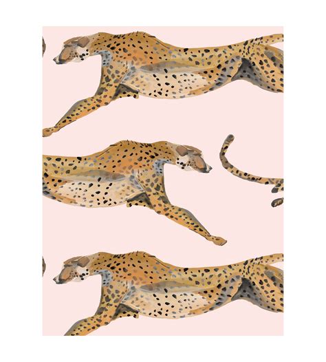 Cheetah Running Wallpapers Top Free Cheetah Running Backgrounds