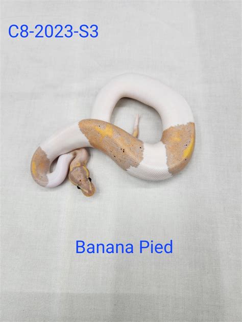 Banana Pied Ball Python By Sizlan Serpents Morphmarket