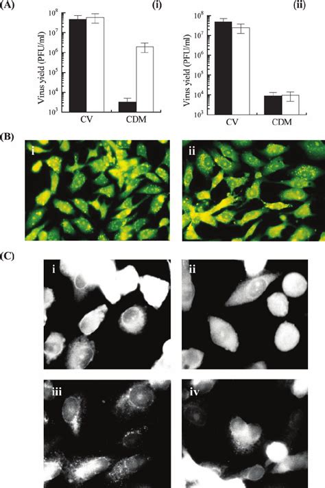 Low Ph Induced Vsv Fusion Entry In Cdm Pre Treated Cells A Vsv