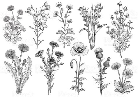 Wildflower Vector Drawing At Lindsey Vann Blog