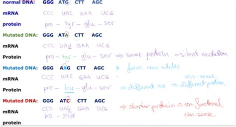Biology Unit 4 Aos 2 Flashcards Quizlet