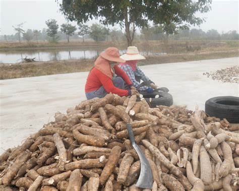 Cambodia Cassava Cultivation Situation Asean Cassava Centre