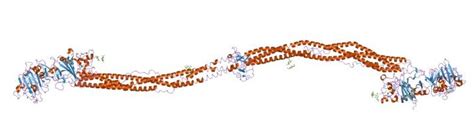 Difference Between Fibrin And Fibrinogen Definition Formation Function Structure And