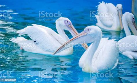 노란 긴 부리를 가진 백색 펠리 칸 새 물 수영장에서 수영 닫 다 고여 있는 물에 대한 스톡 사진 및 기타 이미지 고여 있는 물 공원 귀여운 Istock