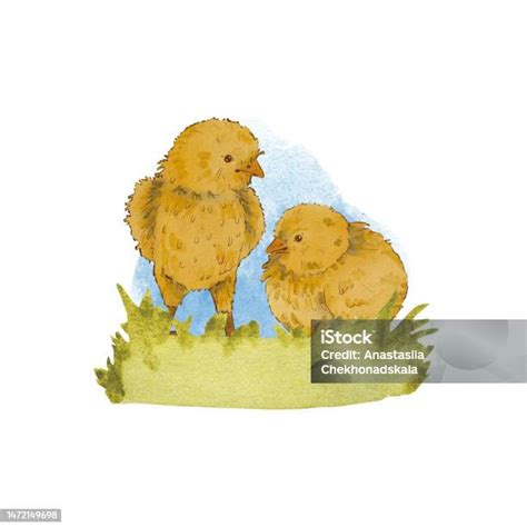 두 마리의 닭이 흰색 배경에 고립 된 잔디에 앉아 있습니다 노란 농장 새들의 수채화 그림 닭과 부활절 모티프입니다 디자인 및