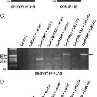 Exon 10 To Exon 10 Tau RNA Conversion By Trans Splicing A RT PCR Download Scientific Diagram