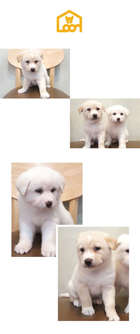 풍산개 책임분양 브리티쉬숏헤어분양 토이푸들분양 애완견분양 폼피츠분양 유기묘무료분양 말티푸분양 강남고양이분양 말티즈분양 강아지무료분양 유기견무료분양 유기묘입양 유기묘