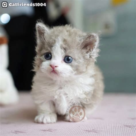 램킨 고양이 특징 및 유전병 총정리 셀커크 렉스 먼치킨 위드포우