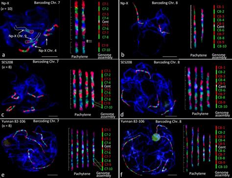 生命科学学院王凯教授团队在作物分子细胞遗传研究领域取得系列进展