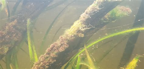 Weird String Like Algae Never Seen It Before R Aquarium