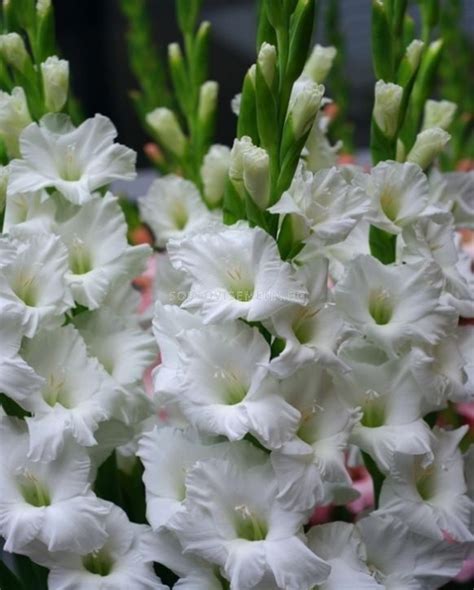 Гладиол Tarantella Large Flowered 1бр Гладиоли Sortovisemena Bg