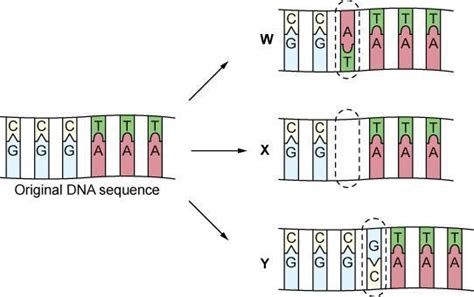 Dna Mutation Diagram