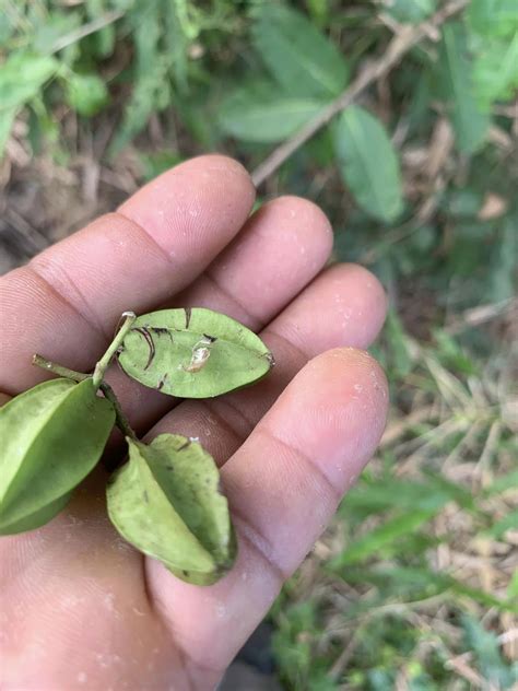 Combretum Trifoliatum