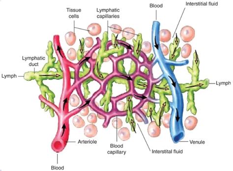 Understanding Our Lymphatic System And How It Works Artofit