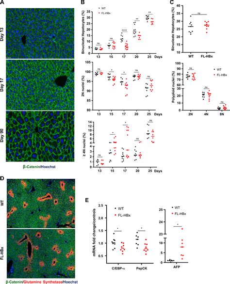 Disruption Of Hepatocyte Polyploidization And Maturation In Fl Hbx Mice