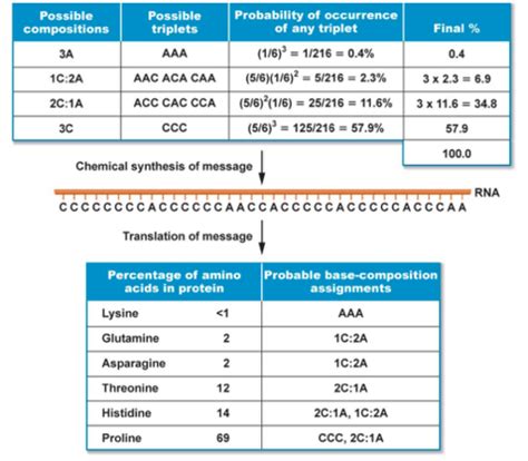 Biol 241 Lecture 19 Translation And The Genetic Code Flashcards Quizlet