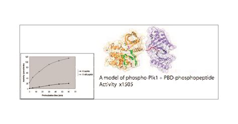 Plk1 Activation By Ste20 Like Kinase Slk Phosphorylation And Polo Box Phosphopeptide Binding