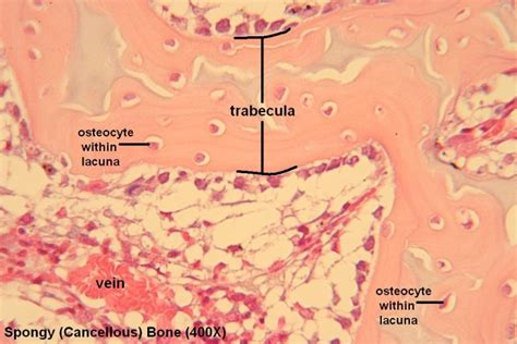 Bone Tutorial Histology Atlas For Anatomy And Physiology