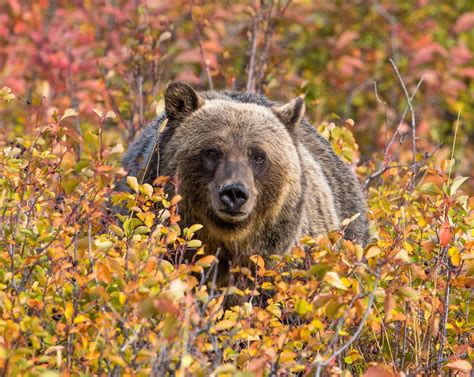 Grizzly Bear Cubs In Katmai National Park Alaska Phone Wallpaper