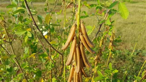 Orok Orok Agrokompleks Kita