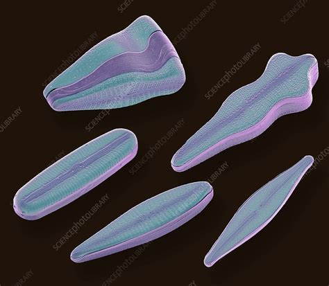 Diatoms Sem Stock Image C0231770 Science Photo Library