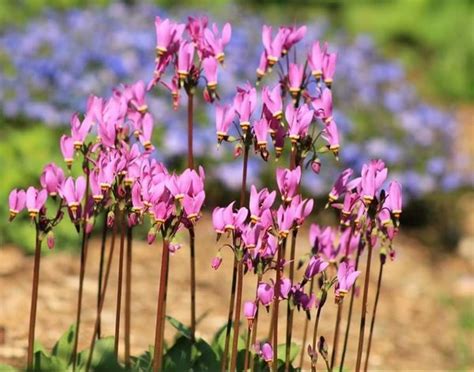 Додекатеон (дряквенник): разновидности на фото, посадка и уход