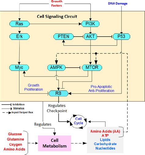 Figure 1 From Agent Based Model Of Cell Signaling In Cancer Semantic
