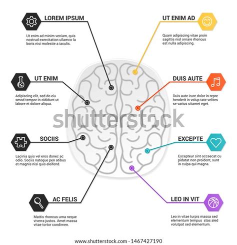 Brain Anatomy Structure Infographic Functions Mind Stock Vector Royalty Free 1467427190