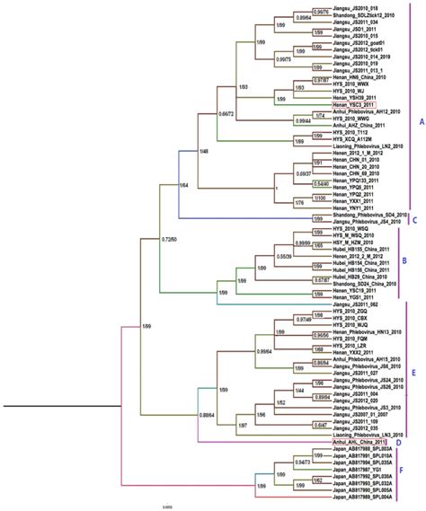 Bayesian Coalescent And Maximum Likelihood Ml Analysis Of Ftlsv Based Download Scientific