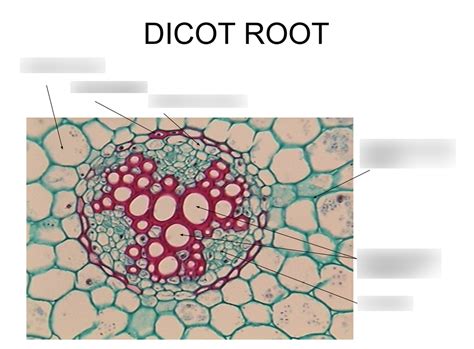 Dicot Root Diagram Quizlet