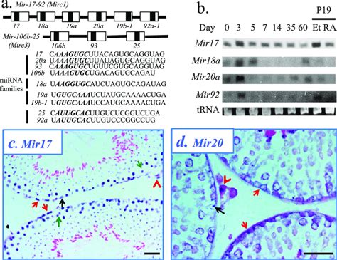 Mir 17 92 Mirc1 Cluster Mirnas Expressed In Mouse Testis A