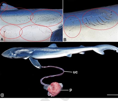 A B Mating Scars Bite Marks Observed On Females Of Prionace Glauca