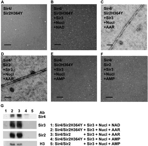 Modulation Of Sir Nucleosome Filament Formation By Aar A Electron Download Scientific